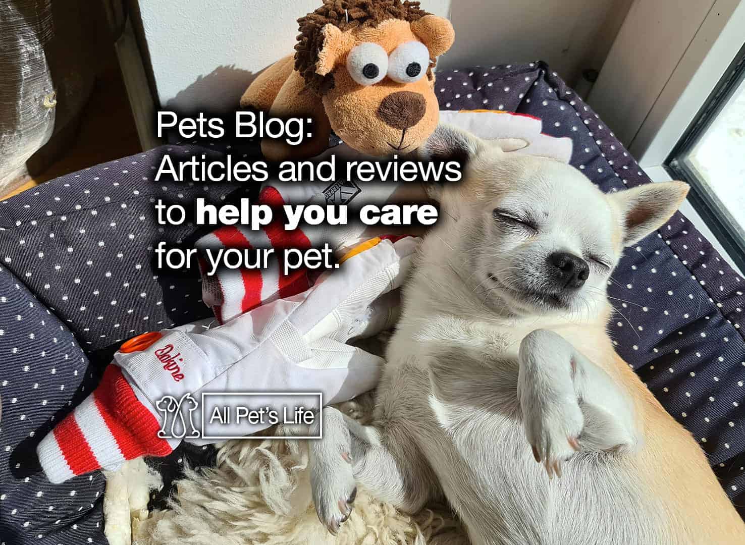 Pets Blog: Articles to help you care for your pet - All Pet's Life