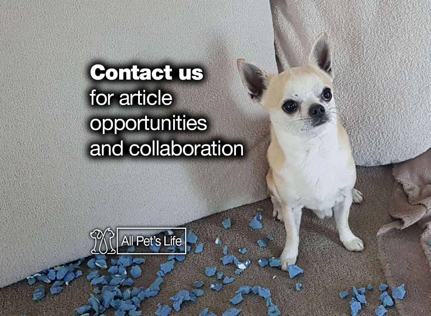 Contact us about pet-related topics - All Pet's Life