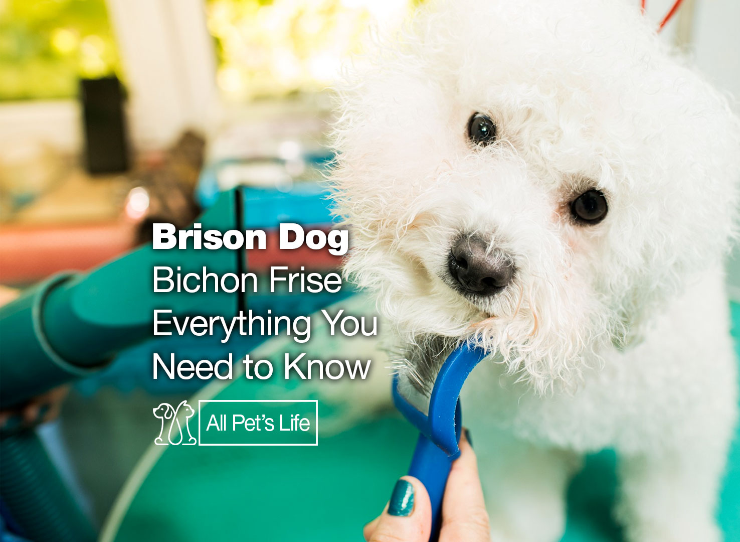 Brison Dog, Bichon Frise: Everything You Need to Know [2023] - All Pet ...
