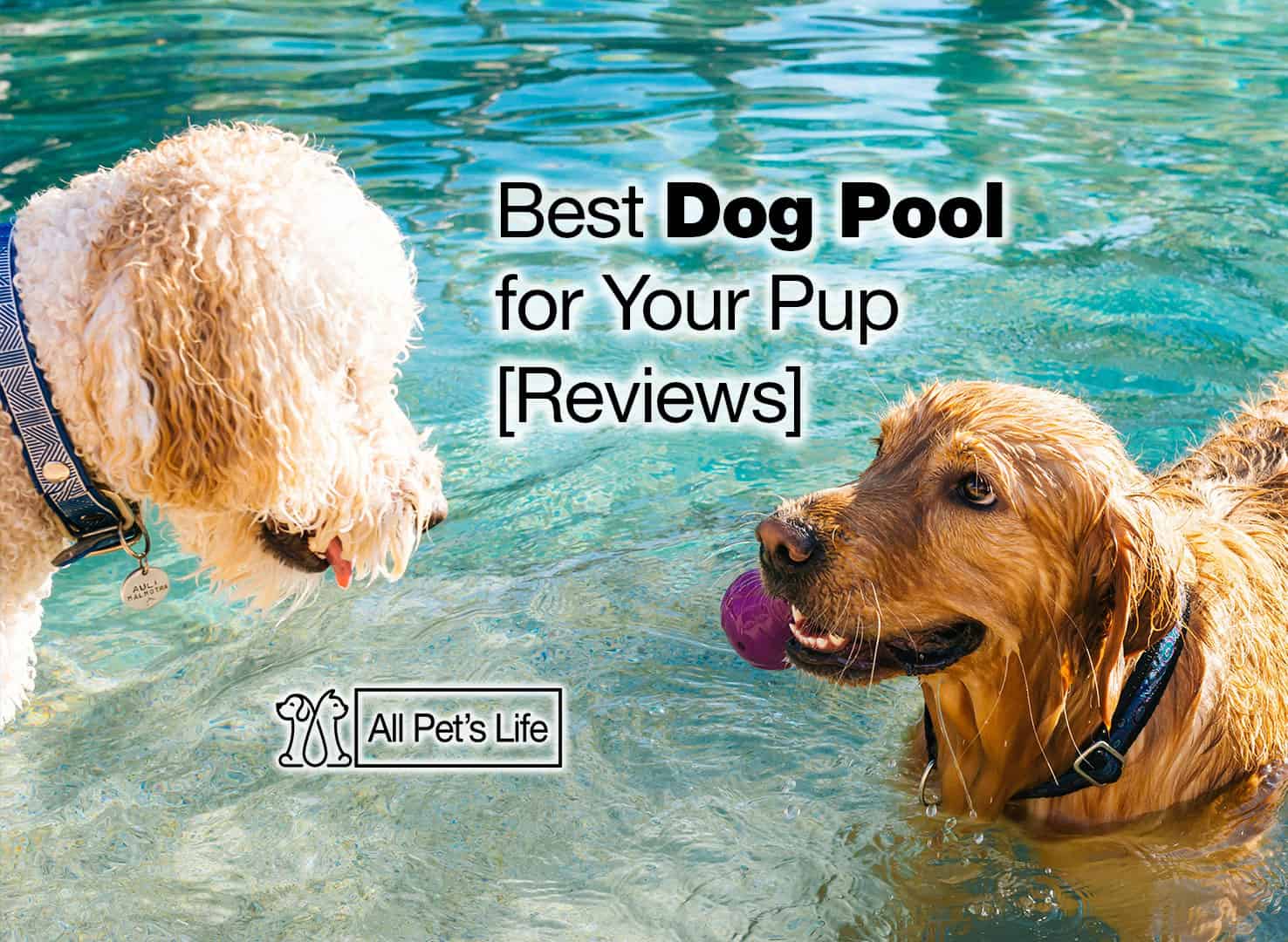 11 dog pool options for [2023 summer] - All Pet's Life