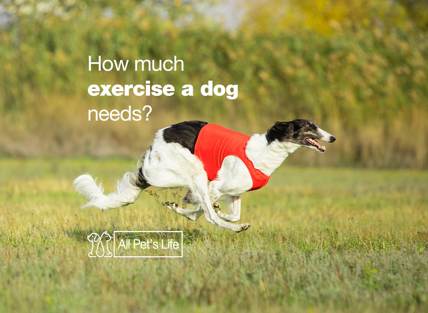 How Much Exercise Does A Dog Need Everyday 2023 All Pet s Life How Much Exercise Does A Dog Need Everyday 2023 All Pet s Life