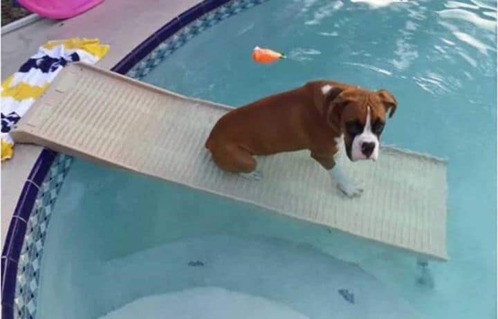 Best Dog Pool Ramp: 7 Reviews [2022] Be Safe - All Pet's Life
