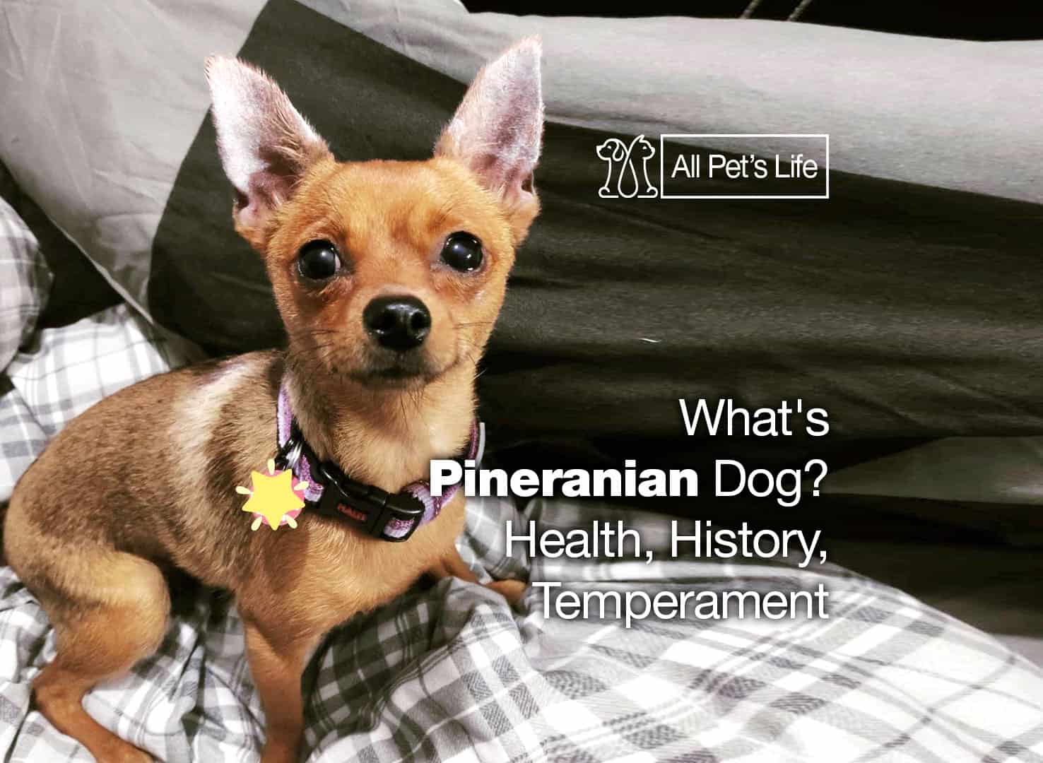 What's a Pineranian Dog? [2023] - All Pet's Life