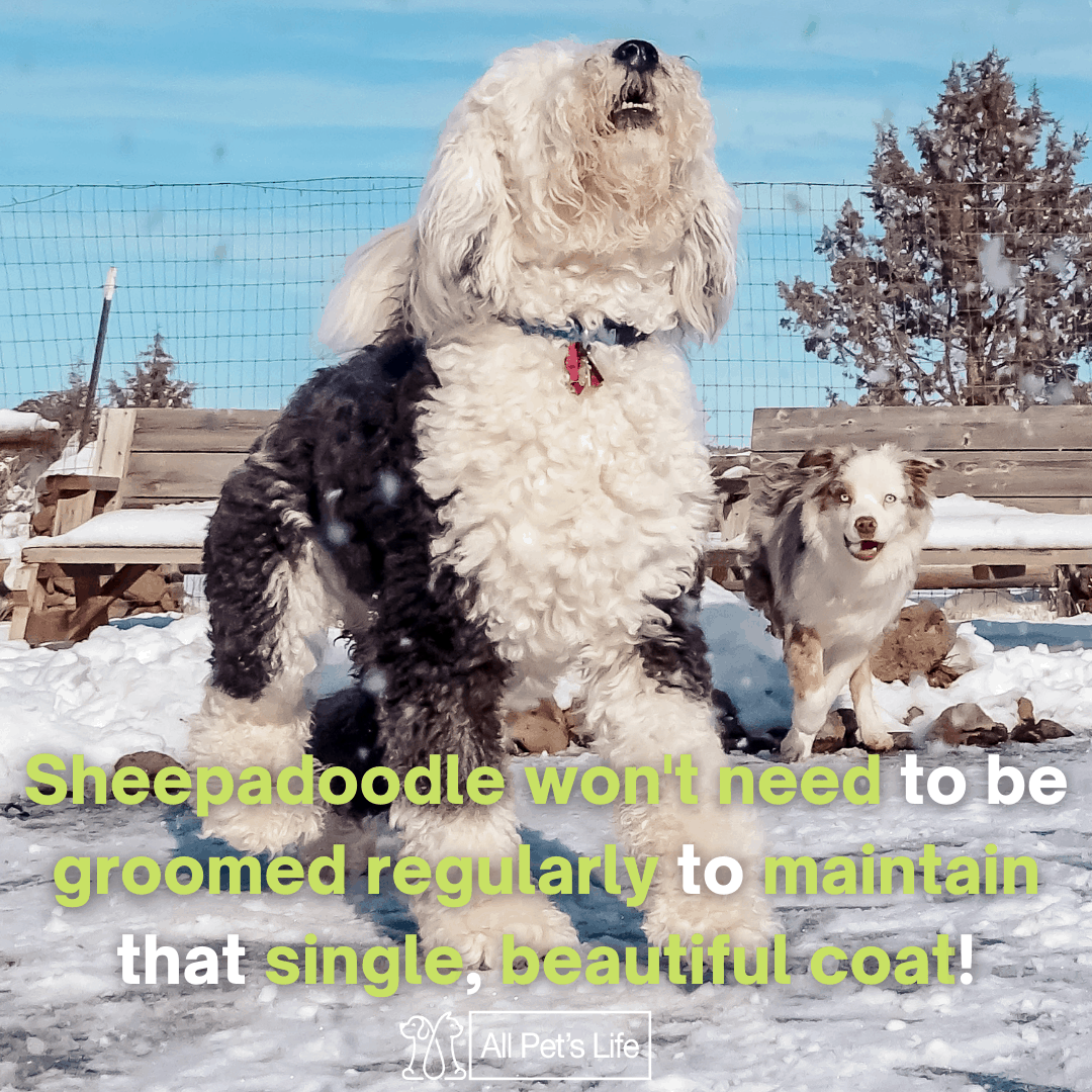 Sheepadoodle [2021]: Health, History, Temperament - All Pet's Life