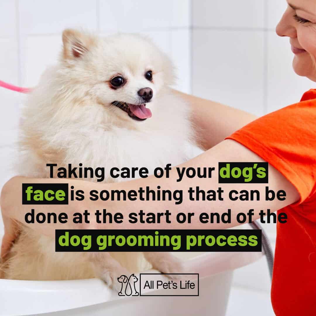 Dog Grooming [Guide]: How To Groom Your Dog by AllPetsLife.com | Cape ...
