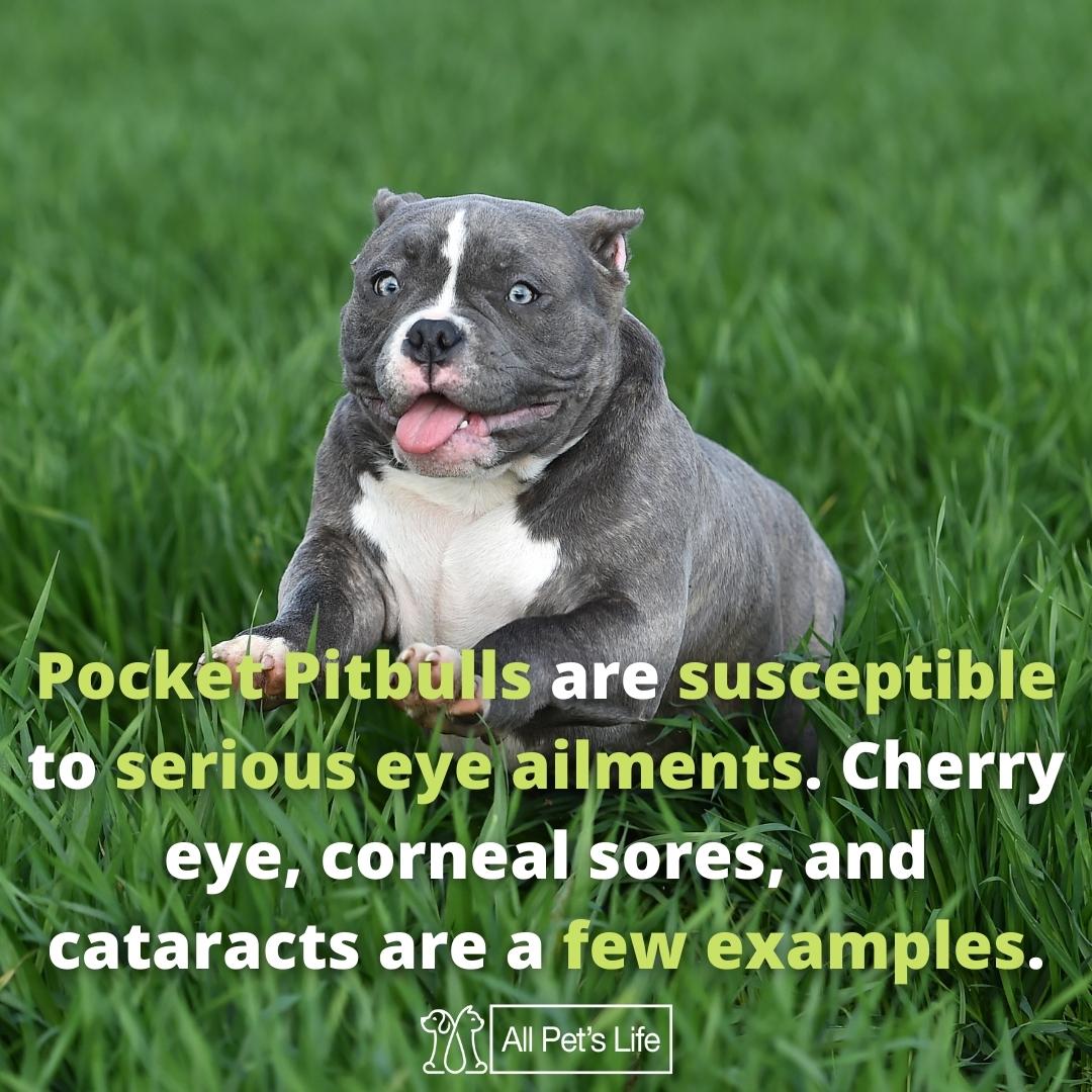 What is a Teacup Micro Bully? [2023] - All Pet's Life