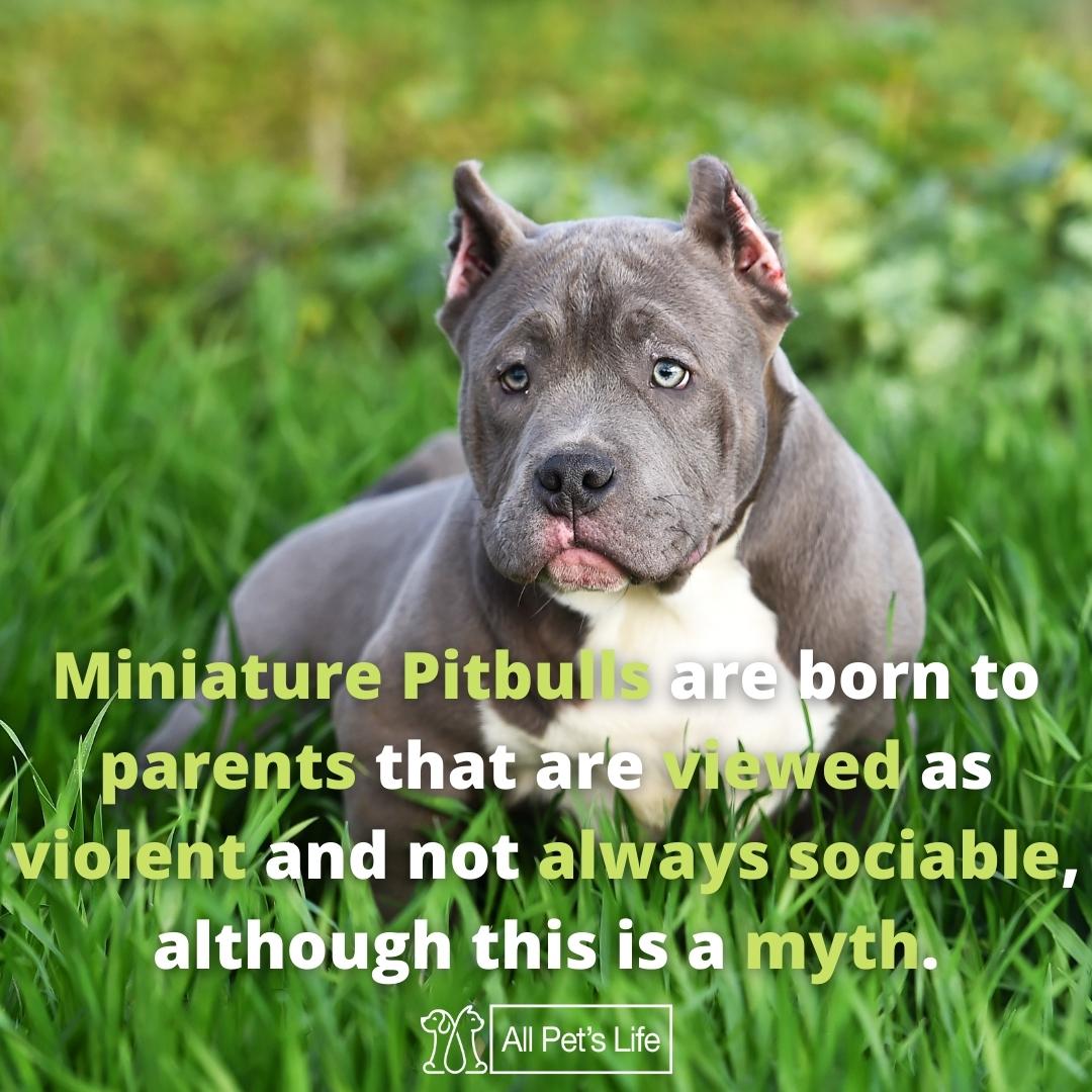 What is a Teacup Micro Bully? [2023] - All Pet's Life