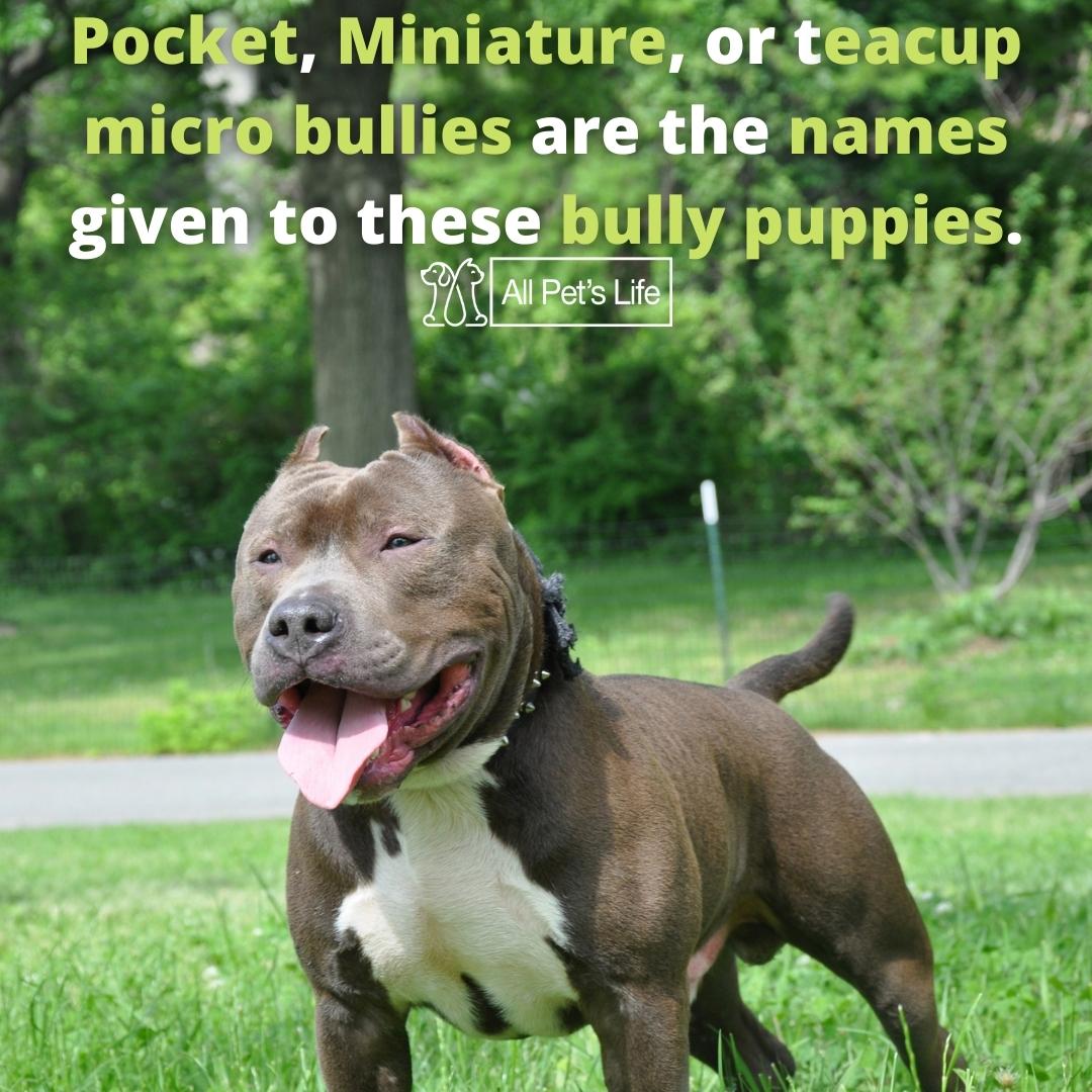 What is a Teacup Micro Bully? [2023] - All Pet's Life