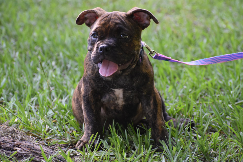 What is a Teacup Micro Bully? [2023] - All Pet's Life