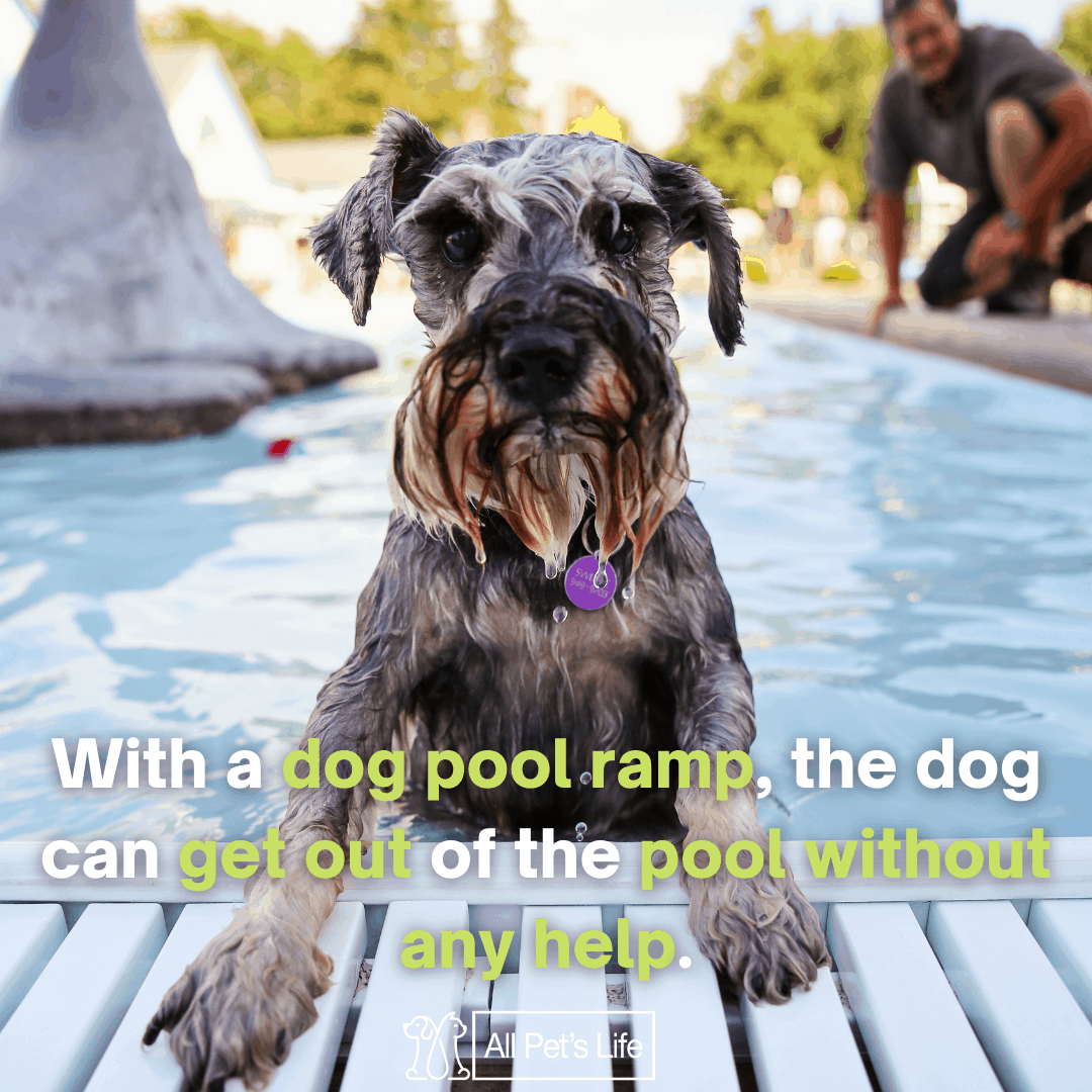 Best Dog Pool Ramp: 7 Reviews - Be Safe [2021] - All Pet's Life